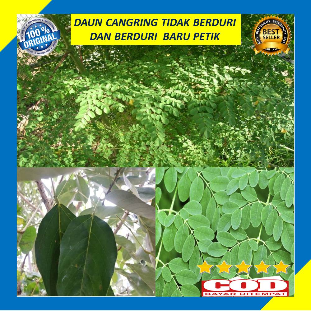 Jual Daun Cangkring 250 Gram Pohon Gamal Obat Herbal Baru Petik ...