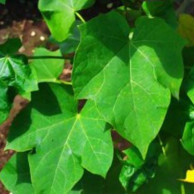 Jual Daun Jarak Pagar daun herbal | Shopee Indonesia