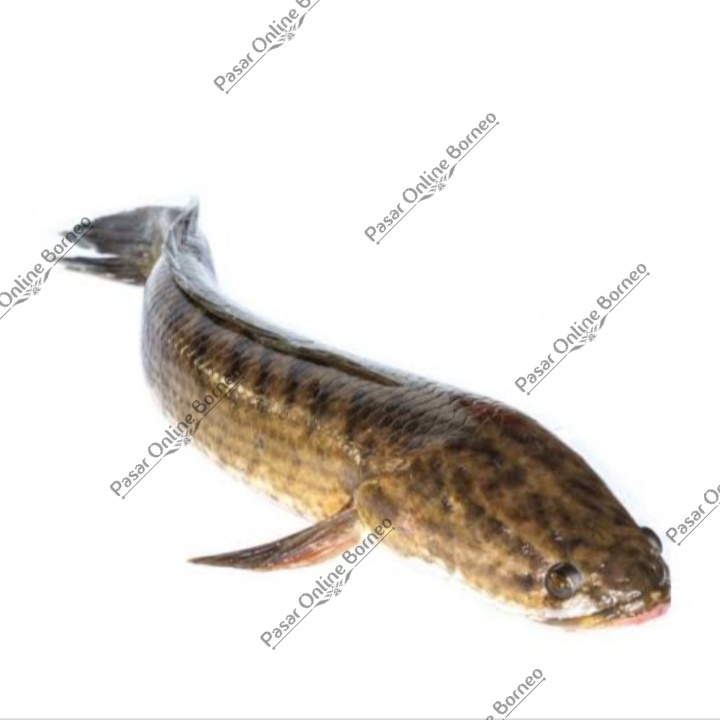 Jual Ikan Segar Gabus Haruan Fresh 1 Kg | Shopee Indonesia