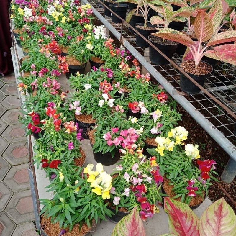 Jual Tanaman Hidup Bunga Hias SNAPDRAGON (BERBUNGA) Garansi Sampai ...