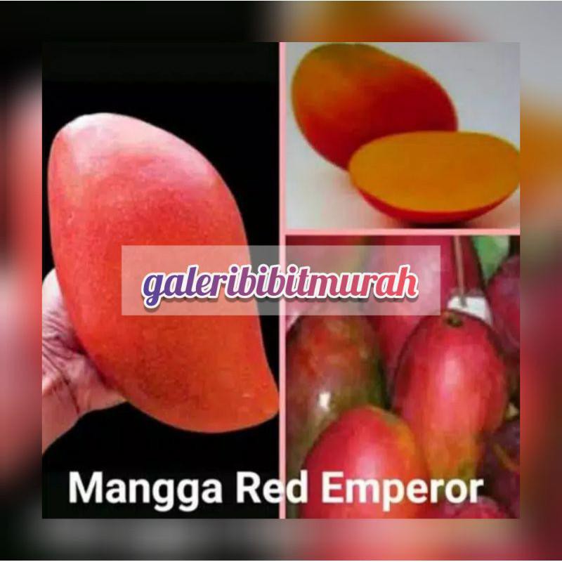 Jual BIBIT MANGGA RED EMPEROR JUMBO (OKULASI) | Shopee Indonesia