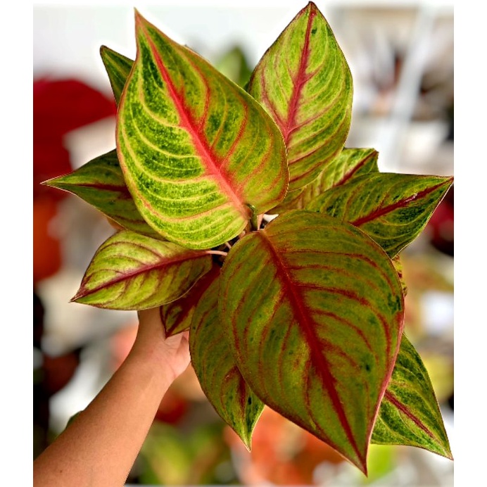 Jual Tanaman Hias Aglonema Red Panama Mutasi / Tanaman hias bunga ... Jual Tanaman Hias Aglonema Red Panama Mutasi / Tanaman hias bunga ...