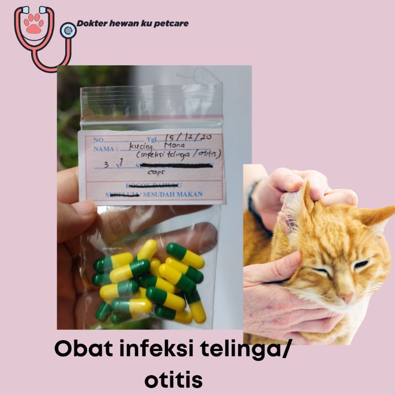 Jual OBAT INFEKSI TELINGA KUCING/ OTITIS | Shopee Indonesia