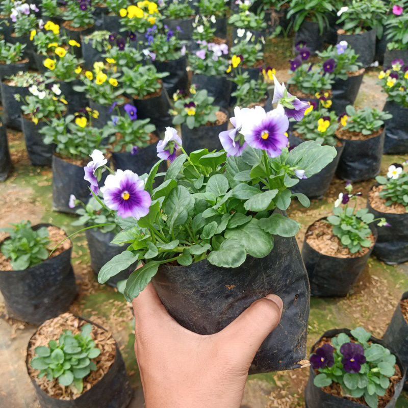 Jual Bunga VIOLA TRICOLOR | Edible flower | Shopee Indonesia