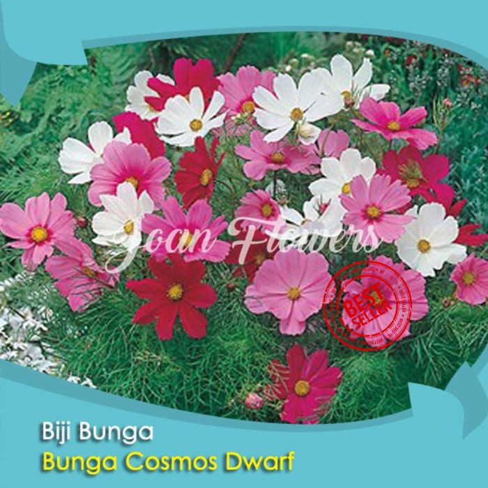 Jual Bibit Tanaman Bunga Cosmos Dwarf Sonata Mixed Benih Bibit Tanaman ...