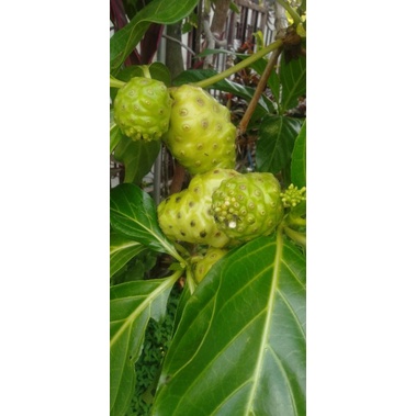 Jual Tanaman Pace Mangkudu Mengkudu | Shopee Indonesia