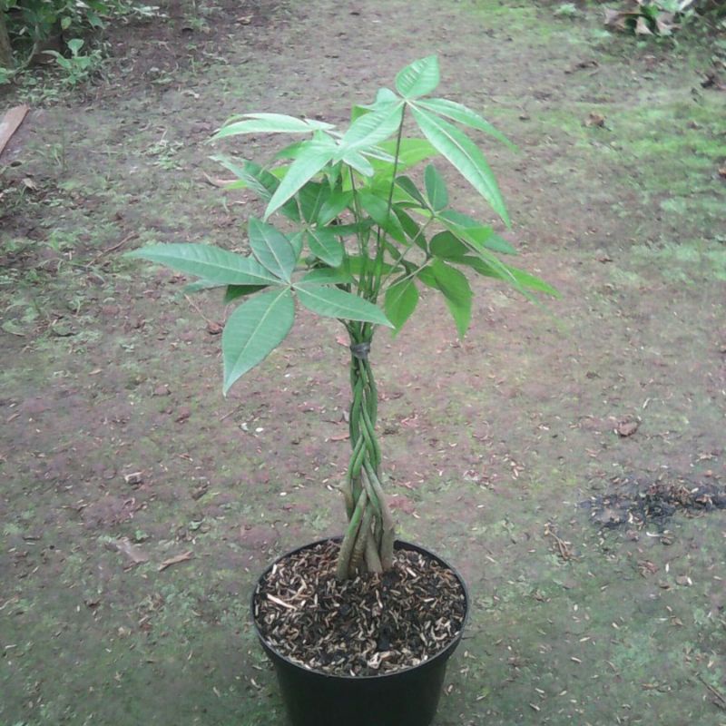 Jual Pohon Pachira Kepang / Pacira Money Tree / Pachira Kepang 6 Pohon ...