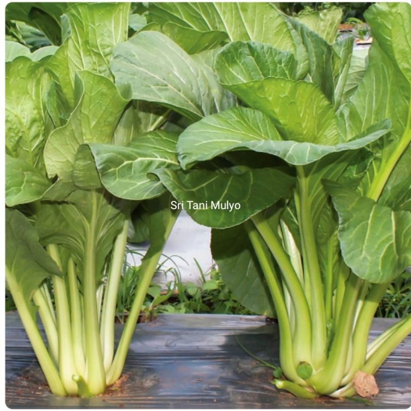 Jual Biji Benih Sawi Caisim Daun Tebal PUTERI Cepat Panen Bibit Sayuran ...