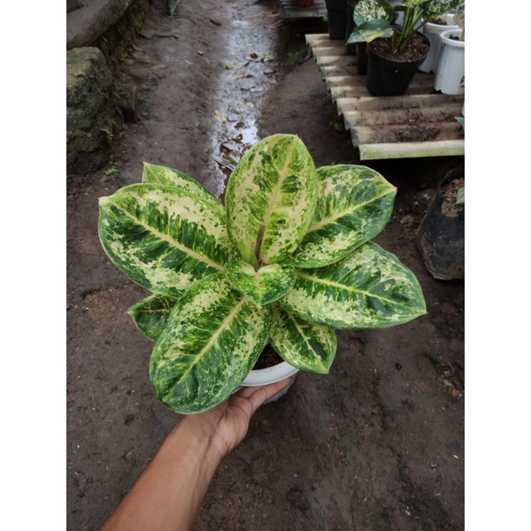Jual aglaonema Ayu green super jumbo | Shopee Indonesia