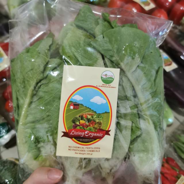 Jual Selada Romaine/ Romaine Lettuce Sayur Organik 200gr | Shopee Indonesia