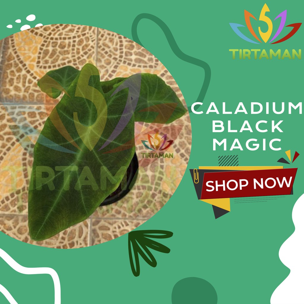 Jual Caladium Black Magic / Keladi Hitam (20-30 cm / 1-3 Helai Daun ...