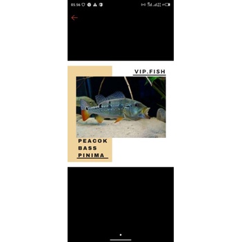 Jual IKAN PEACOK BASS PINIMA (CICHLA PINIMA) | Shopee Indonesia