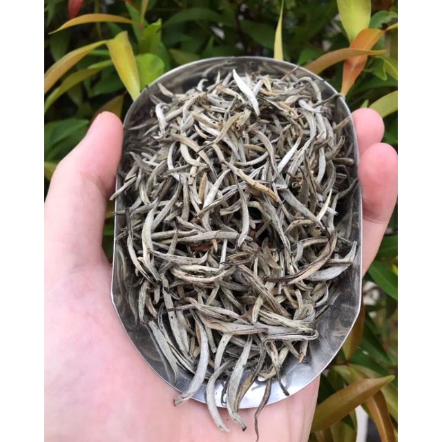 Jual Teh Putih Silver Needle White Tea 10gr | Shopee Indonesia