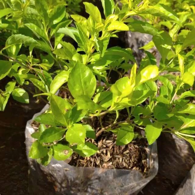 Jual Tanaman hias pangkas kuning / tanaman herbal / pangkas kuning ...
