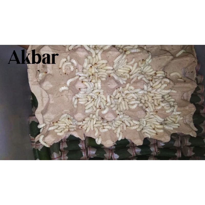 Jual ULAT BAMBU (isi 100 ekor/tabung) | Shopee Indonesia