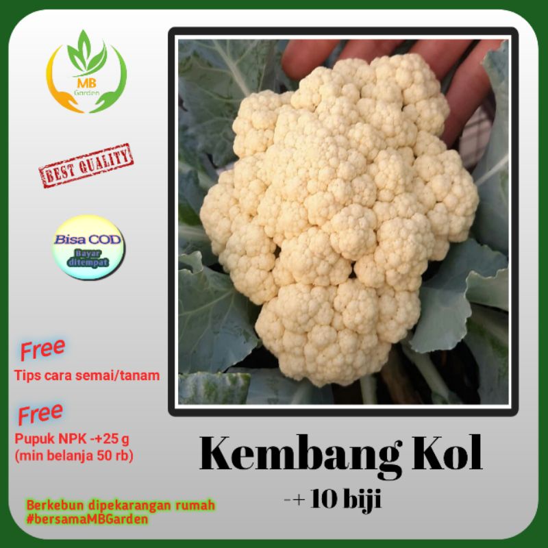 Jual 10 biji - benih KEMBANG KOL - kol dataran rendah | Shopee Indonesia