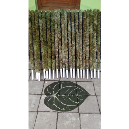 Jual Turus lumut hidup 80cm / Turus lumut hutan / turus lumut pinus ...