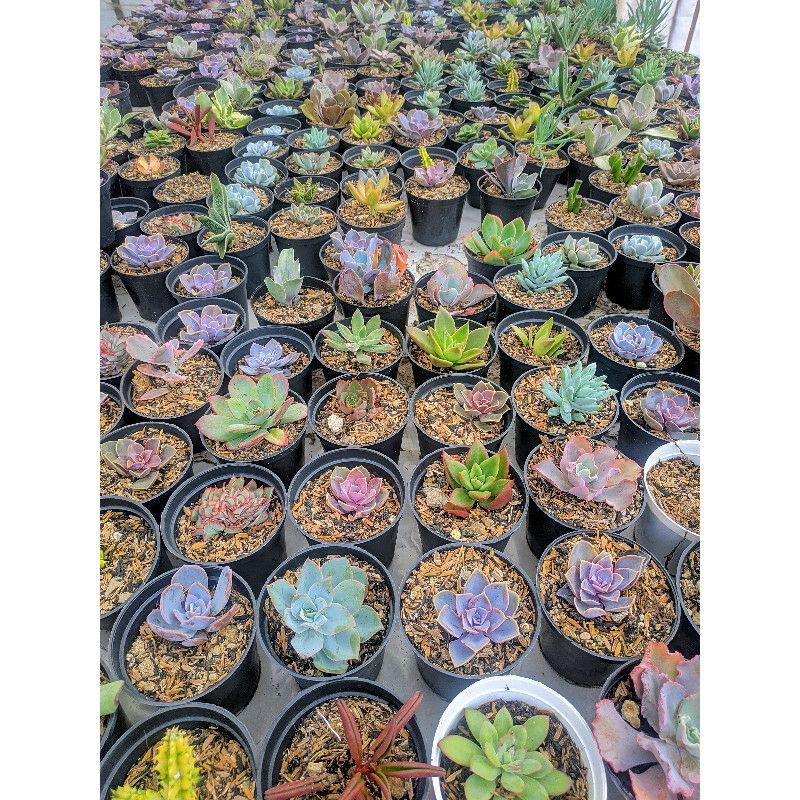 Jual Sukulen Mini Isi 100pcs Sekulen paket random | Shopee Indonesia