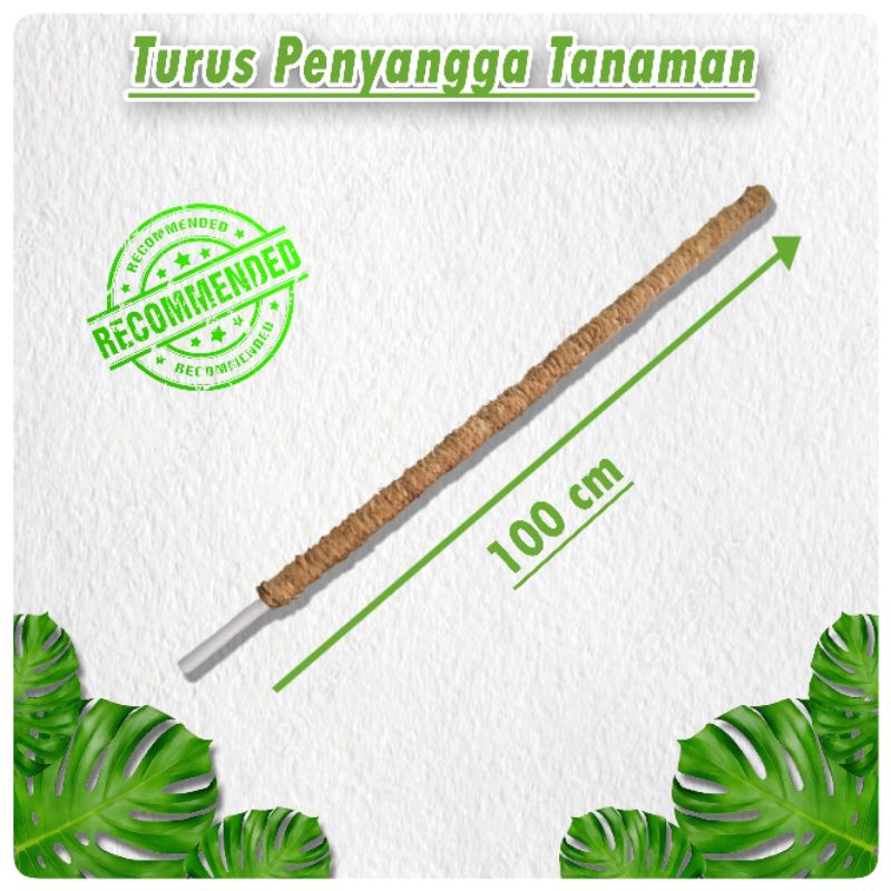 Jual Turus Tanaman Rambat 100 cm - Turus Penyangga Tanaman - Tanaman ...