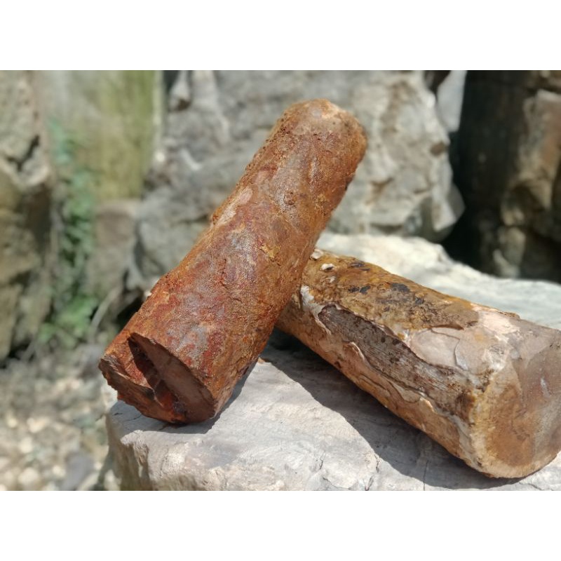 Jual fossil kayu balok natural aquarium | Shopee Indonesia