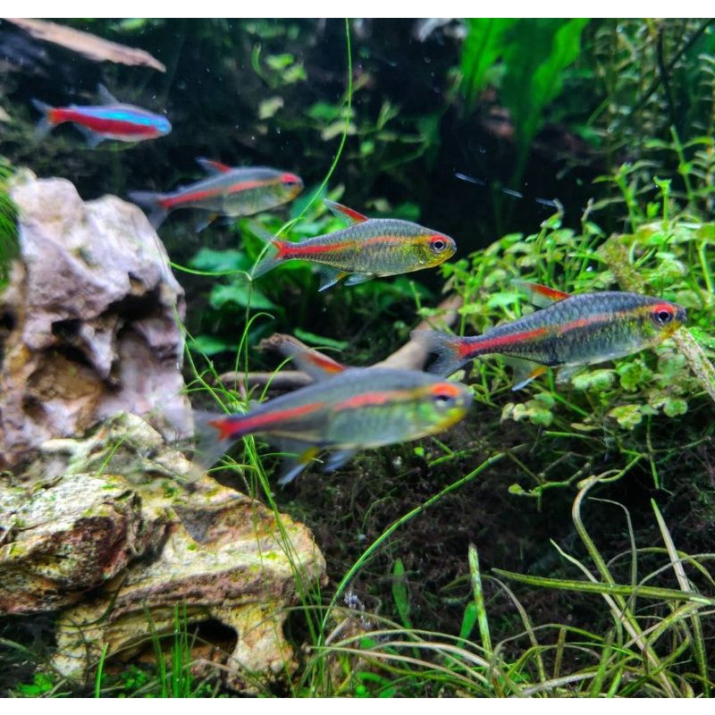 Jual Neon Api Glow Tetra - Merah | Shopee Indonesia