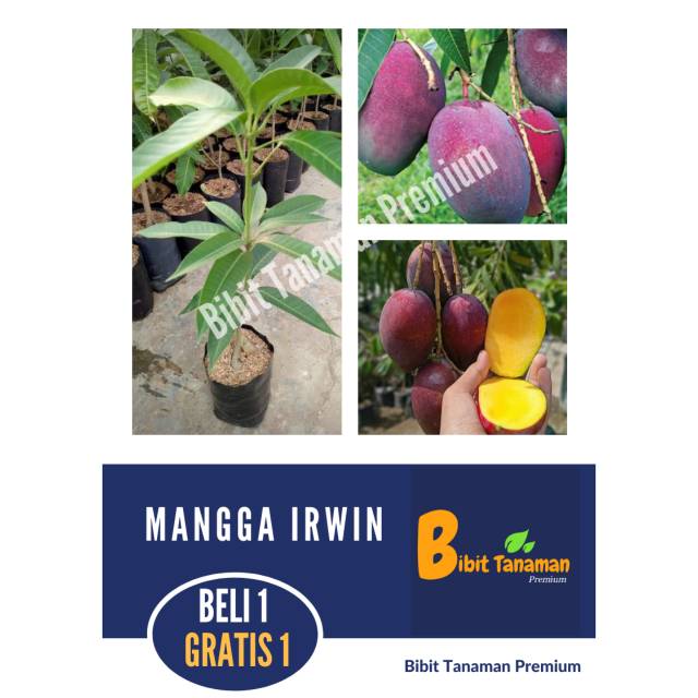 Jual BIBIT MANGGA IRWIN BELI 1 GRATIS 1 (BIBIT TANAMAN PREMIUM ...