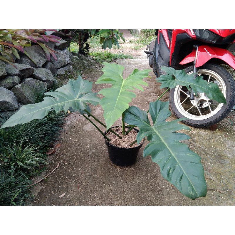 Jual PHILODENDRON DRAGON VARIEGATA TANAMAN HIAS PILO DRAGON VARIEGATA ...