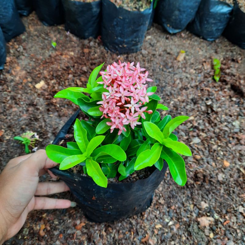 Jual {BISA COD} tanaman asoka bunga pink tanaman bunga asoka pink pohon ...