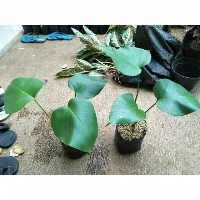 Jual Tanaman hias Bibit tanaman pohon philodendron monstera deliciosa ...