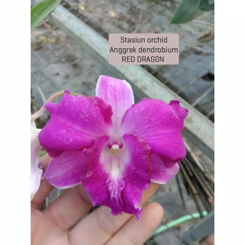 Jual Anggrek dendro dendrobium RED DRAGON dewasa spike dan bunga ...