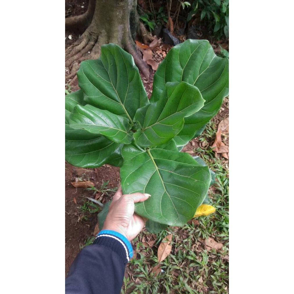 Jual Promo Tanaman Biola Cantik | Bibit Pohon Biola Cantik | Shopee ...