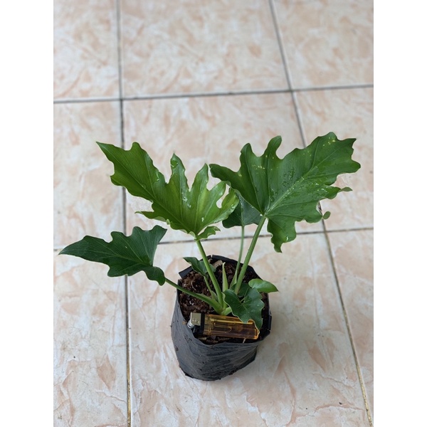 Jual PHILO DENDRUM ( Dewasa ) | Shopee Indonesia