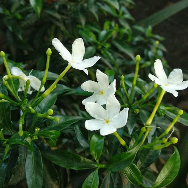 Jual tanaman hias rembosa mini - tanaman rembosa - tanaman hias rembosa ...