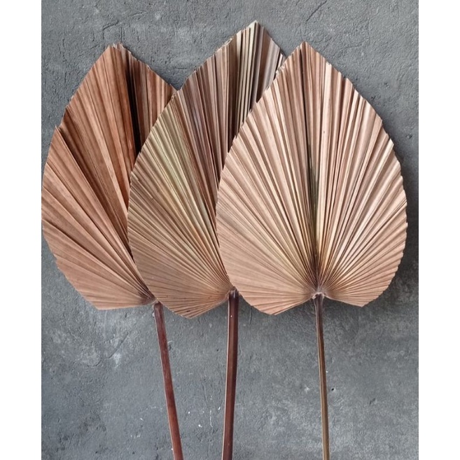 Jual DAUN PALEM GOLD / DAUN PALEM KERING/WARNA EMAS /DAUN PALEM KERING ...