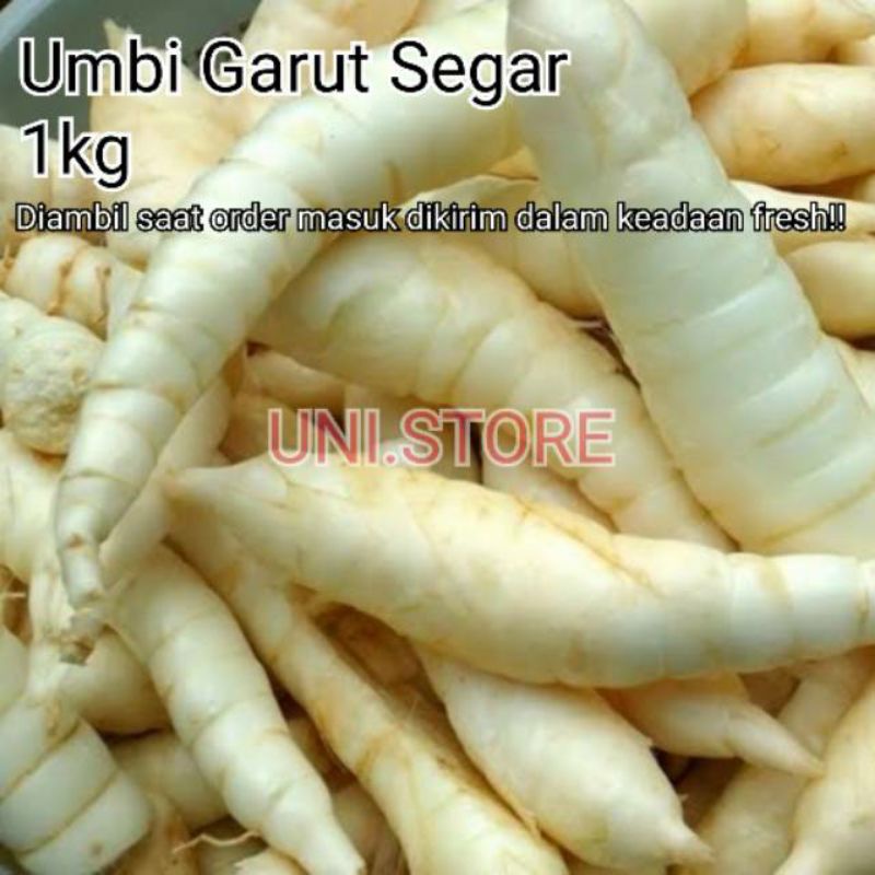 Jual Umbi Garut Segar 1 Kg Umbi Irut Segar Bersih sudah dicici | Shopee Indonesia