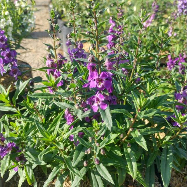 Jual Tanaman hias bunga angelonia - lavender lokal | Shopee Indonesia