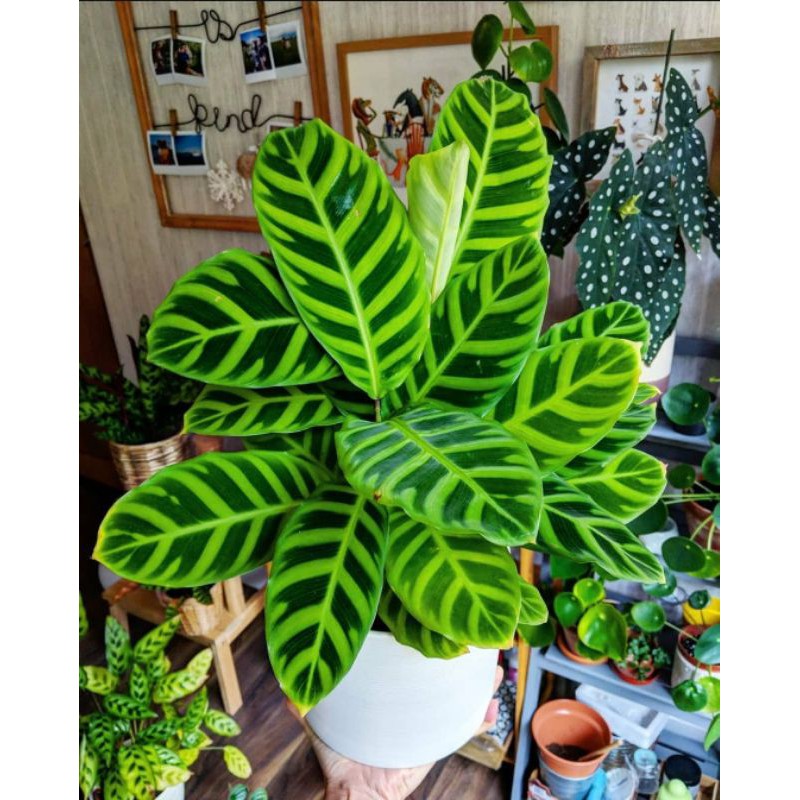 Jual Calathea Zebrina - Calathea Sebrina - Pohon Calathea | Shopee ...