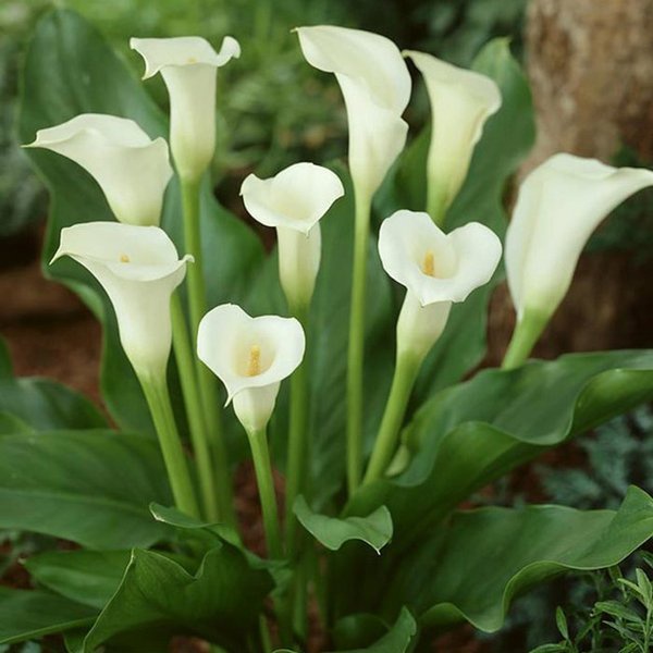 Jual Cala lily putih (Zanthedeschia spp.) - Tanaman hias lily air ...
