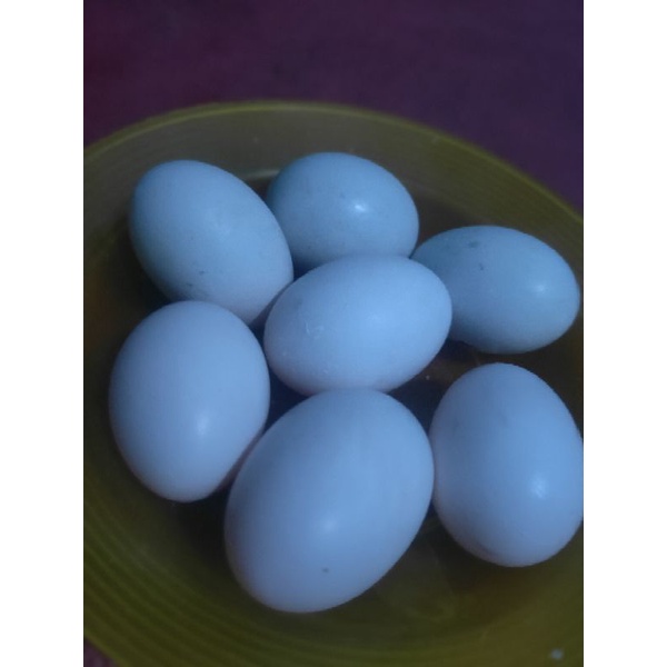 Jual Telur Merpati Original (Asli) | Shopee Indonesia