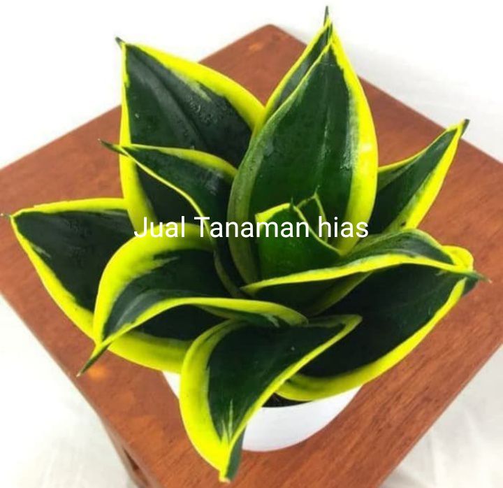 Jual pohon Sensivera pagoda Mini/tanaman hias | Shopee Indonesia Jual pohon Sensivera pagoda Mini/tanaman hias | Shopee Indonesia