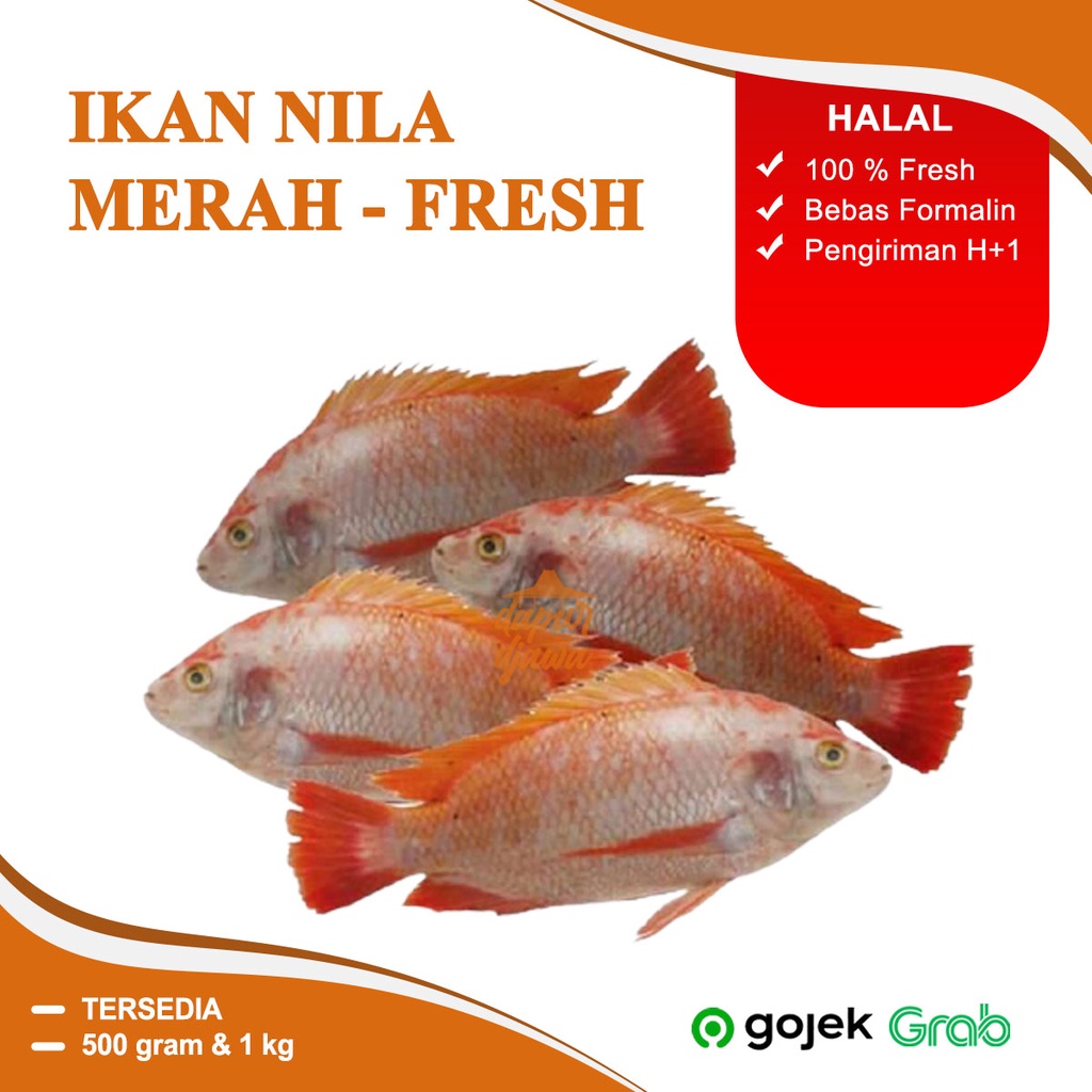 Jual IKAN NILA MERAH FRESH SEGAR HIDUP BEKU 500GR 500 GRAM 1KG MURAH ...