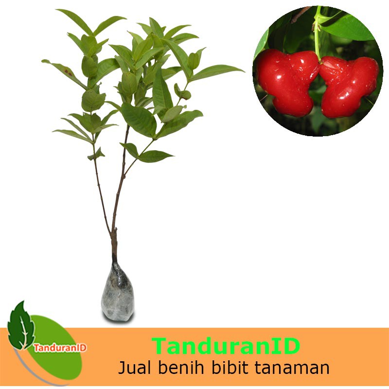 Jual Tanaman Buah Jambu Air Kancing | Shopee Indonesia