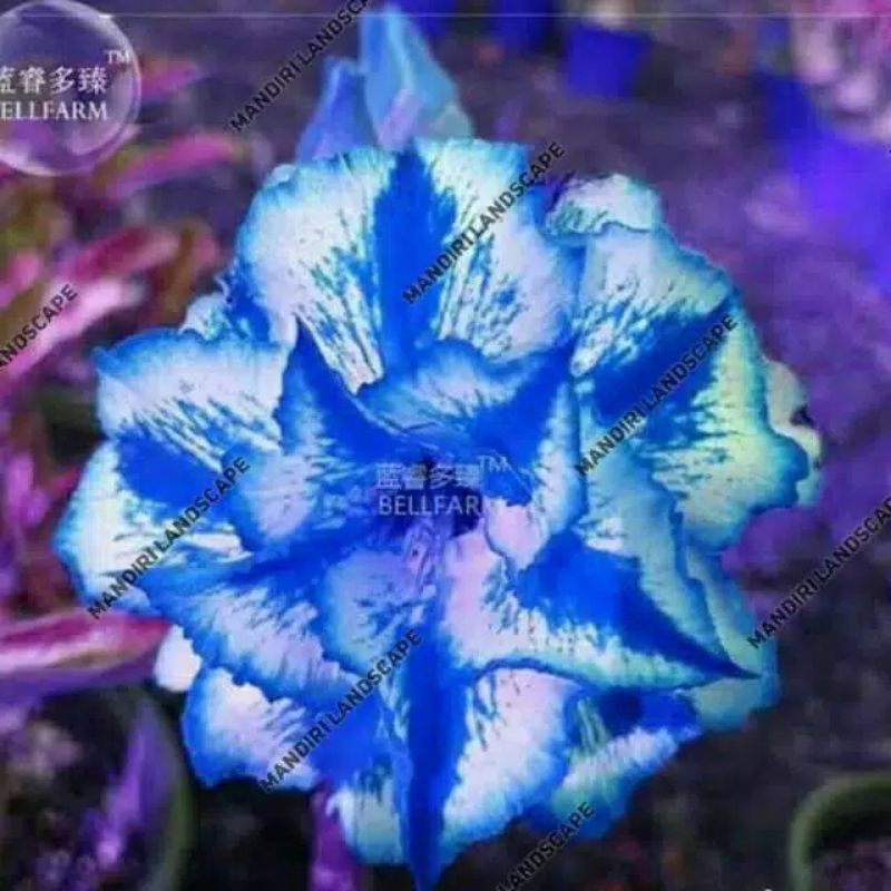 Jual ADENIUM KAMBOJA JEPANG BUNGA TUMPUK DISERT BLUE | Shopee Indonesia