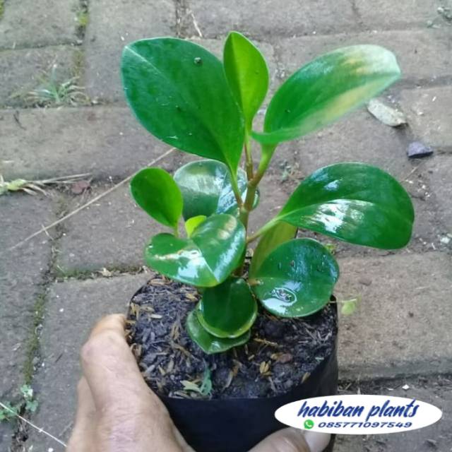 Jual Tanaman peperomia hijau jade plants | Shopee Indonesia