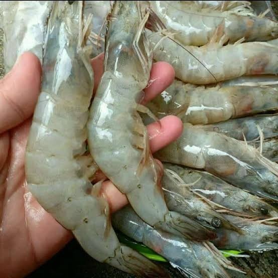 Jual udang super segar pasar online makassar | Shopee Indonesia