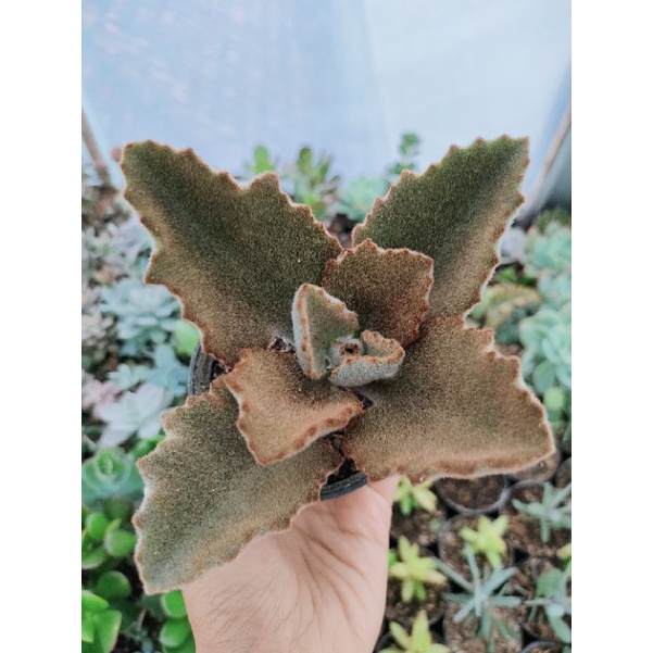 Jual Kaktus Sukulen Bebas Pilih Jenis FREE POT HITAM Sekulen Tanaman ...