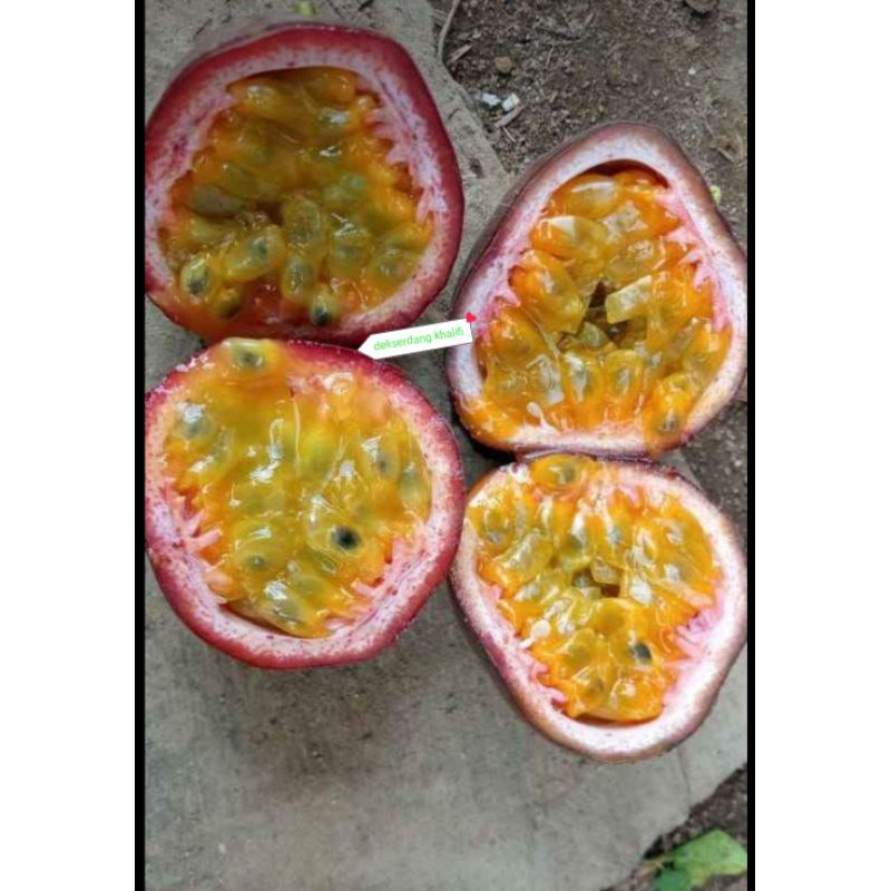 Jual MARKISA MERAH SEGAR 1KG | Shopee Indonesia