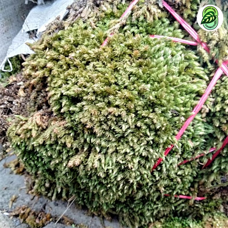Jual Media Tanam Lumut Hutan Spaghnum Moss | Shopee Indonesia