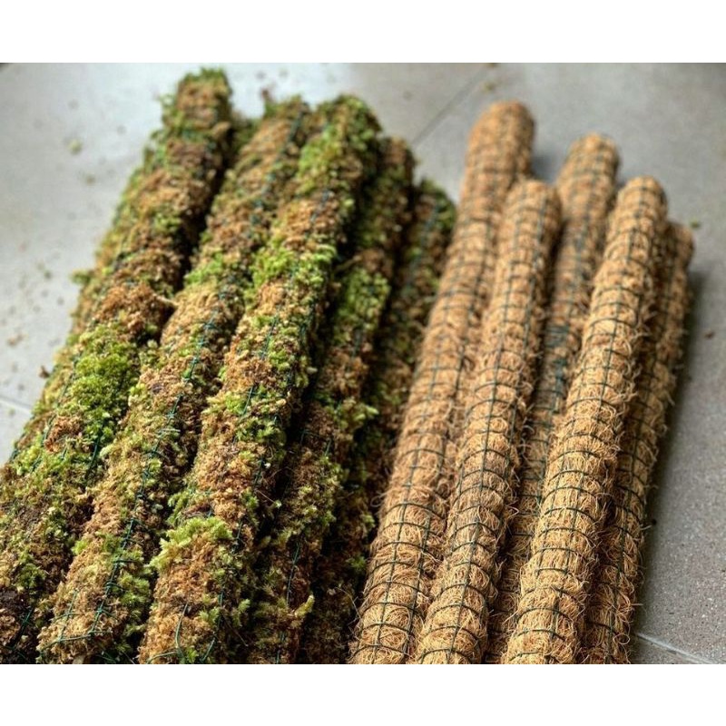 Jual Turus lumut / turus tanaman 50cm | Shopee Indonesia