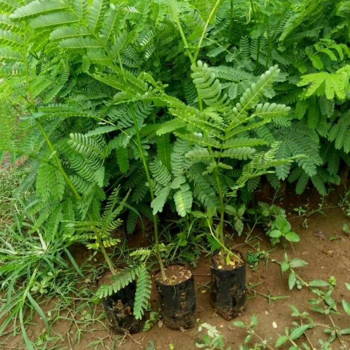 Jual Paket hemat 10 bibit pohon sengon solomon | Shopee Indonesia